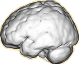 Scalable Brain Atlas - JuBrain cytoarchitectonic atlas by Amunts ...