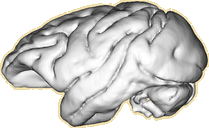 Scalable Brain Atlas - Saleem-Logothetis 3d template